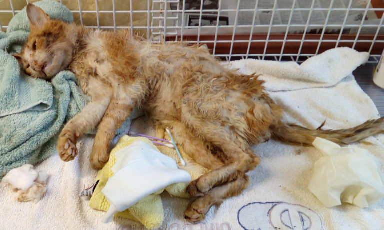 Rodney – The Cats Pyjamas Rescue